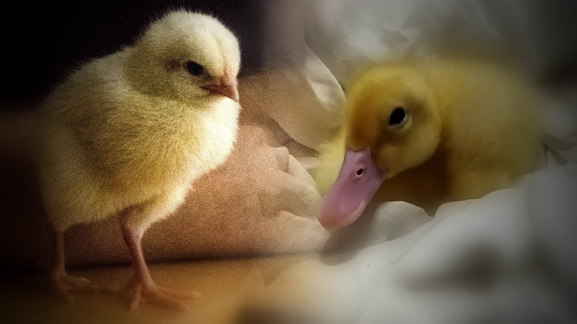 100 LABORATORY AND FARM ANIMALS RESCUED (MULTIPLE ACTIONS REPORT ...