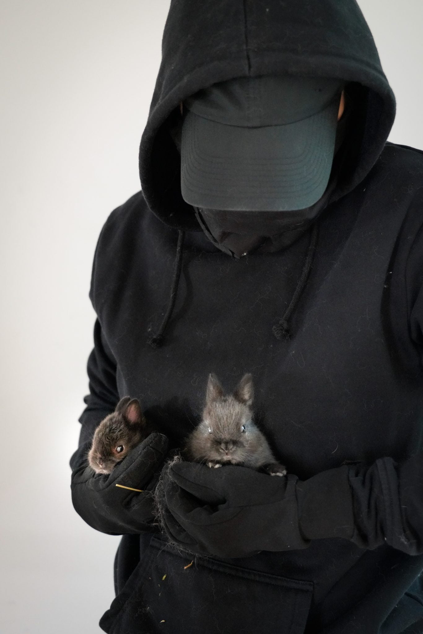 MULTIPLE RABBITS LIBERATED FROM A PET BREEDER. IN SOLIDARITY WITH THE ...