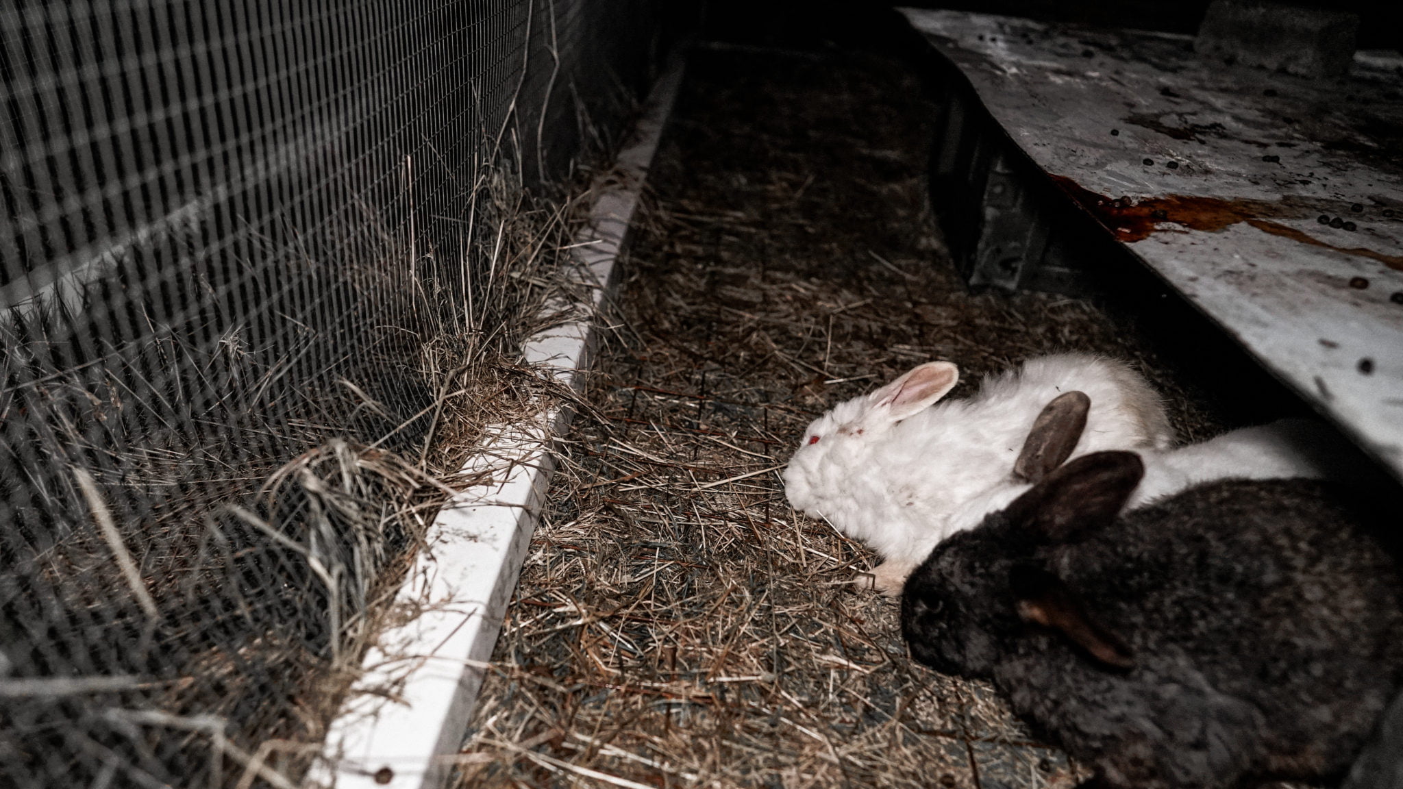 Unoffensive Animal – Defend Direct Action