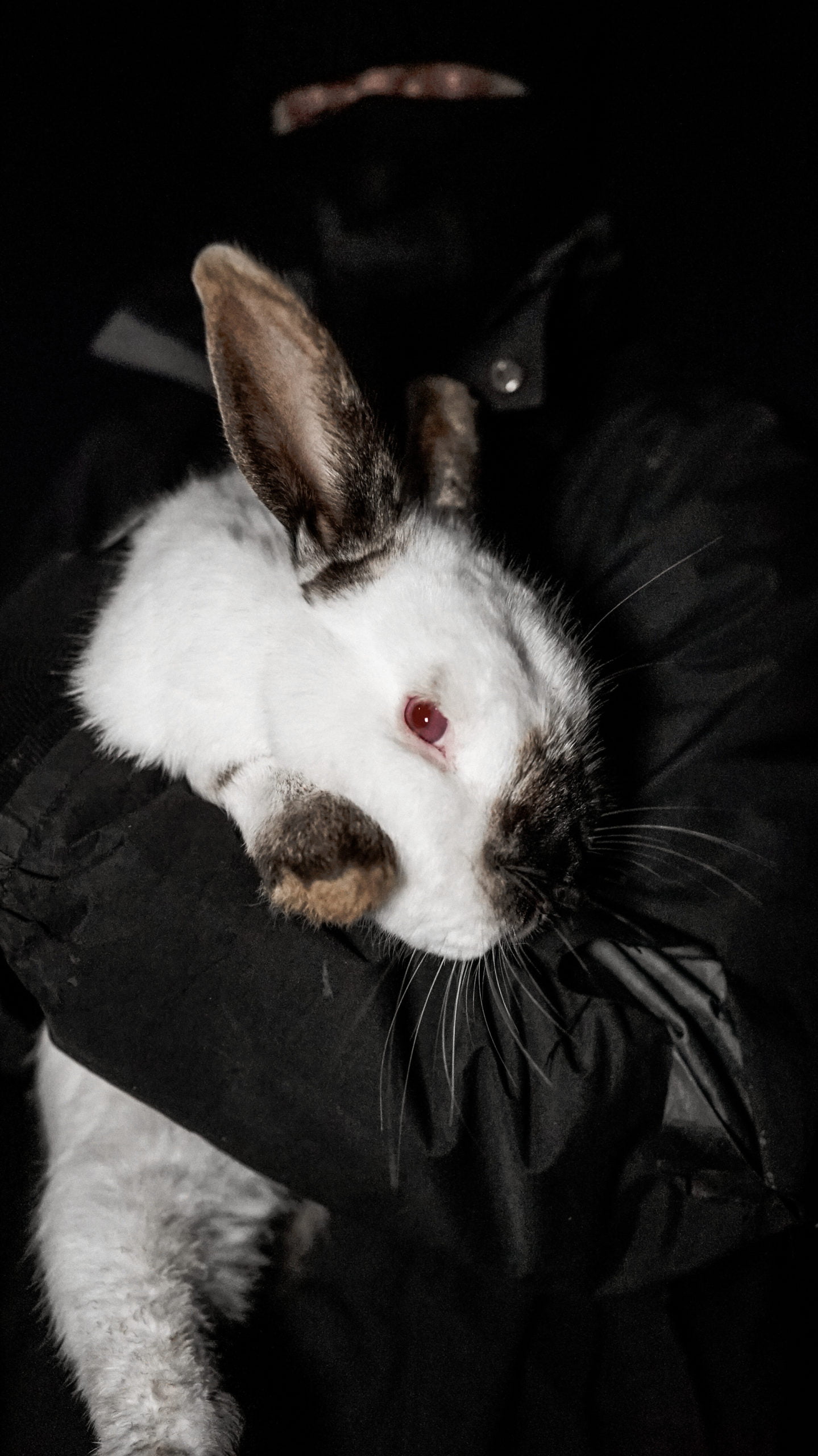 ELEVEN RABBITS LIBERATED FROM A T&S RABBIT FUR FARM. – Unoffensive Animal