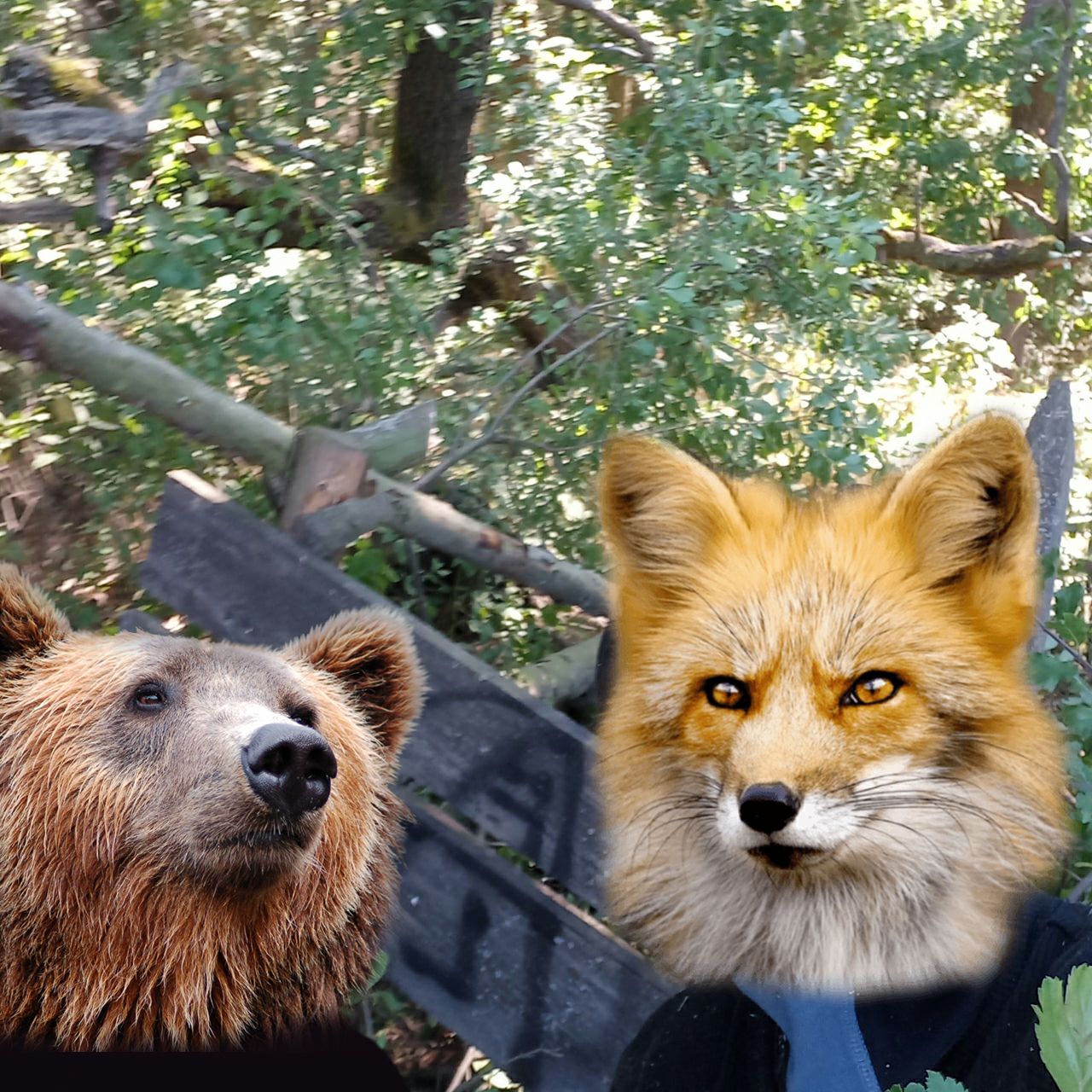 HUNTING TOWERS SABOTAGED. – Unoffensive Animal