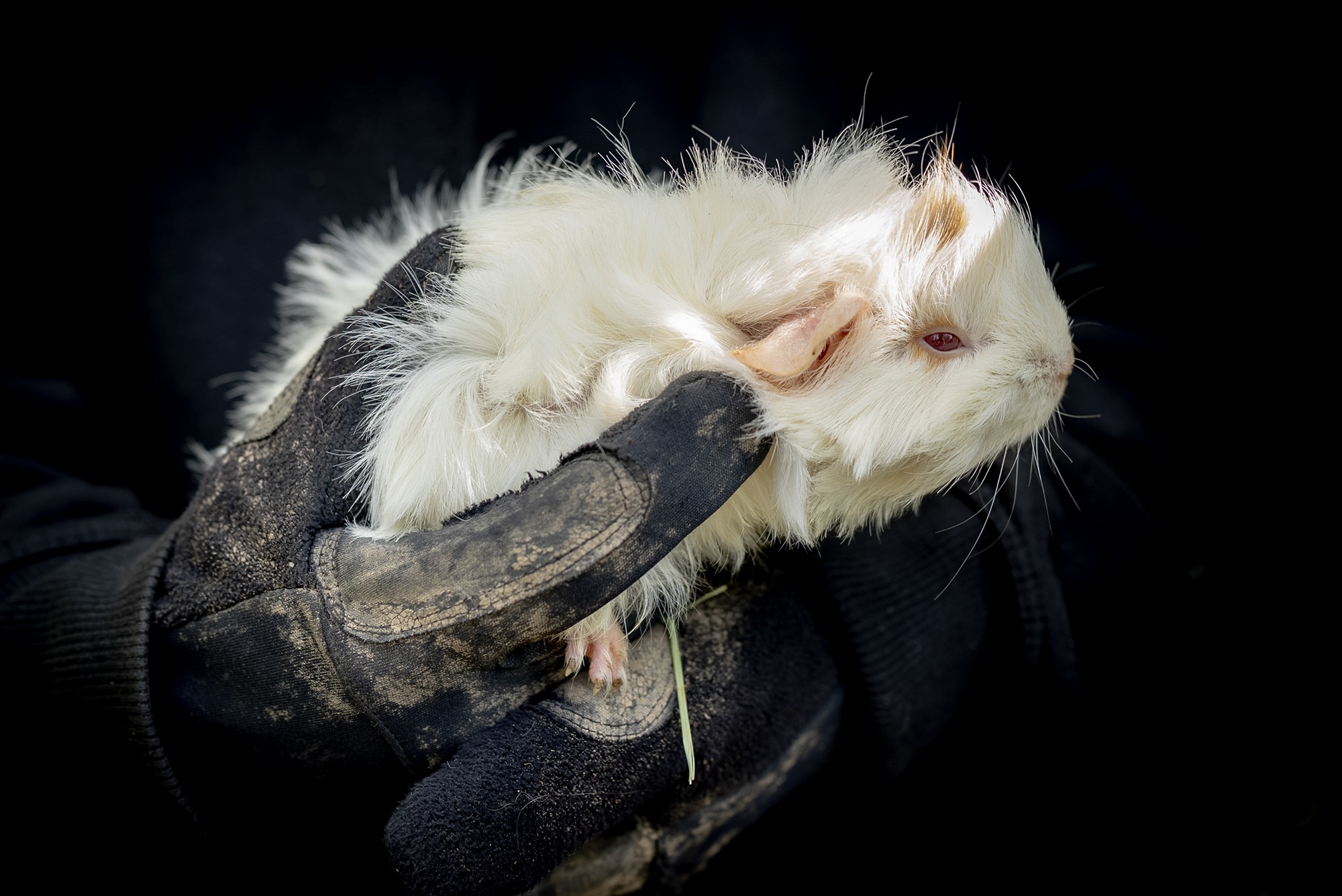 SOME ANARCHISTS LIBERATE BREEDING GUINEA PIGS FROM HORRIBLE CONDITIONS ...